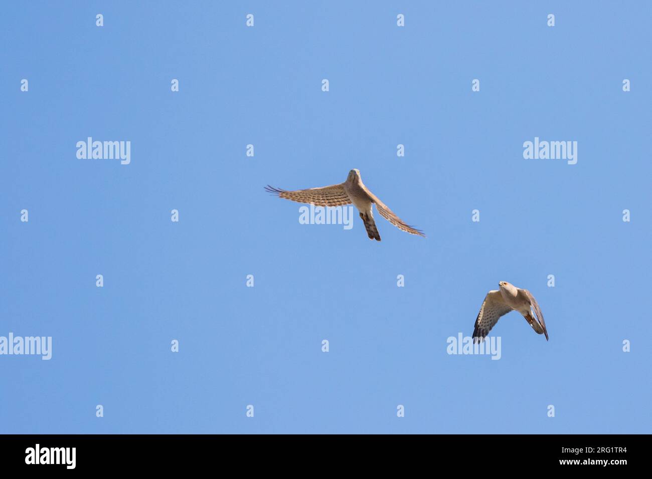 Adult male and female Shikra (Accipiter badius cenchroides) in flight ...