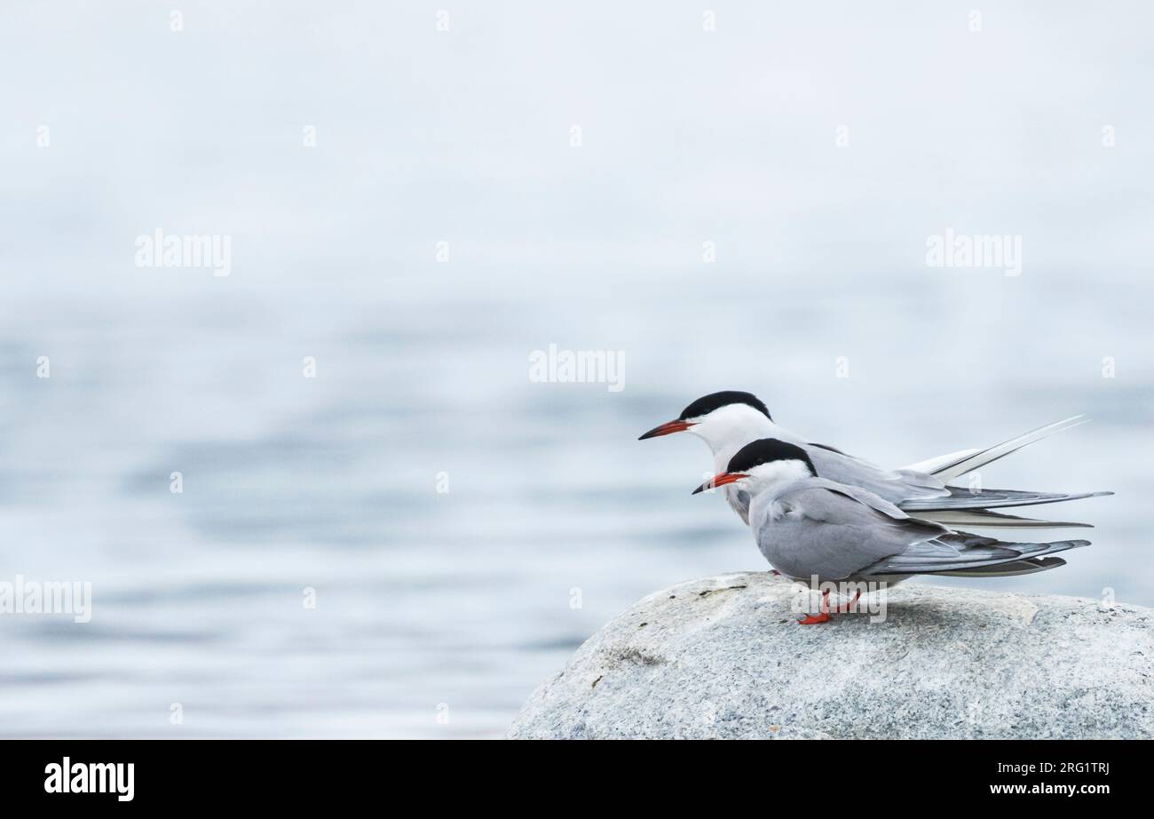 Sterna hirundo tibetana hi-res stock photography and images - Alamy