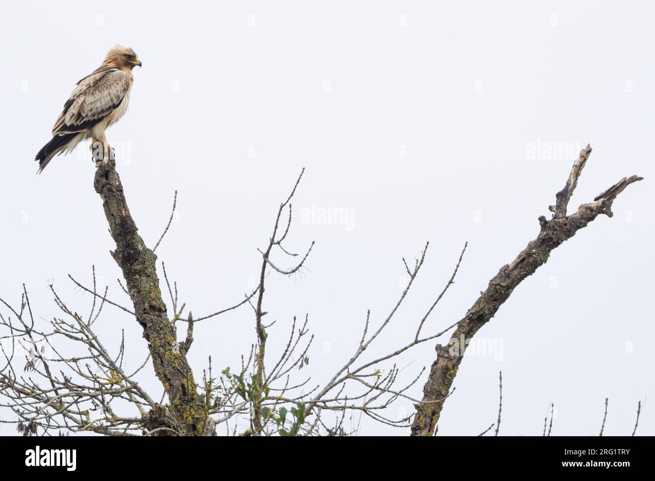 Booted Eagle (Hieraaetus pennatus) in Spain (Andalucia), adult, pale ...