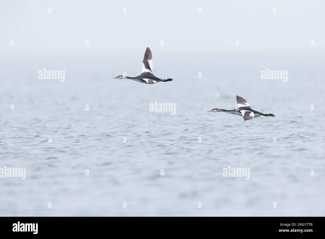 Winter plumaged Great Crested Grebe’s (Podiceps cristatus cristatus ...