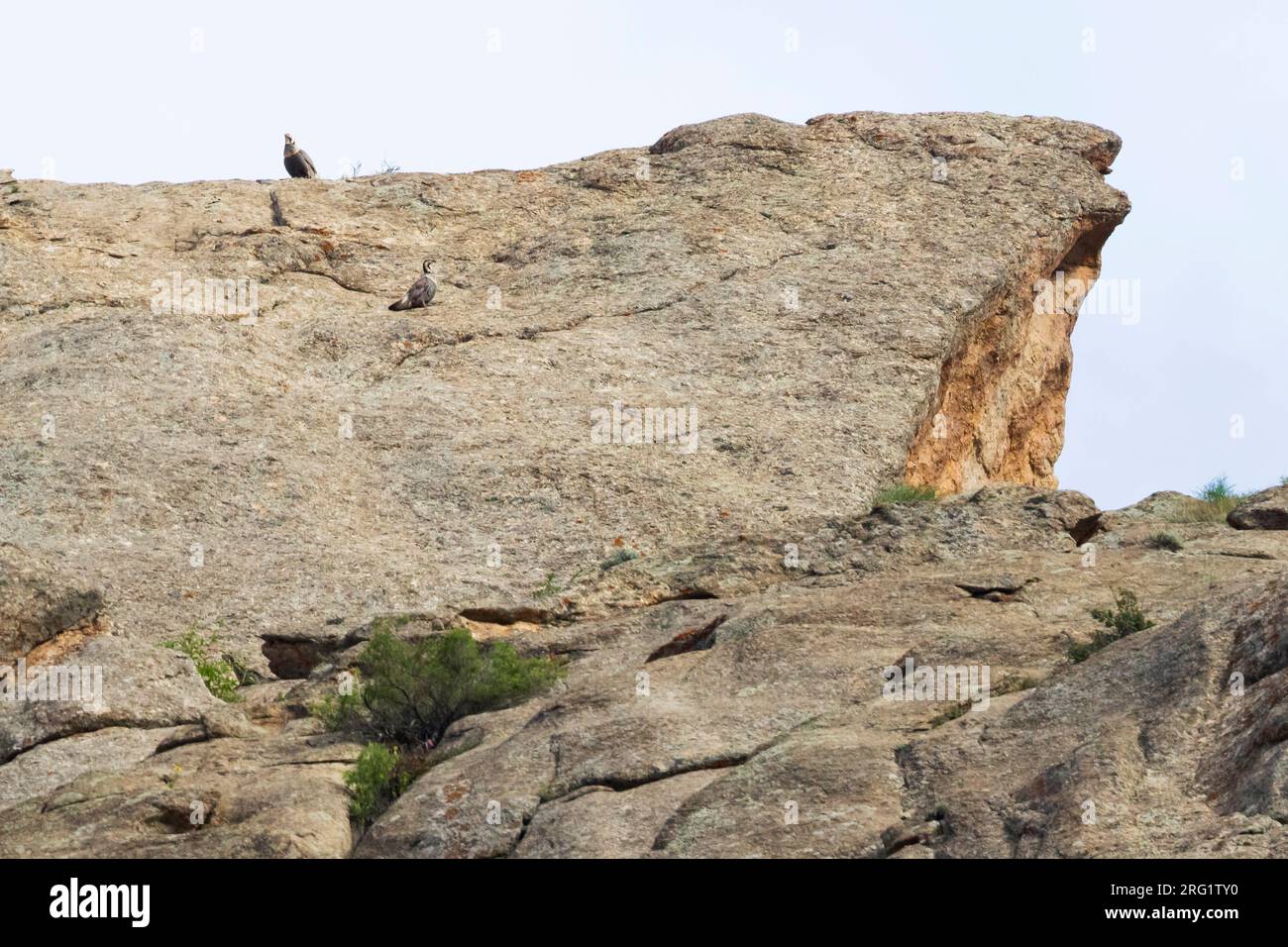 Adult male Himalayan Snowcock (Tetraogallus himalayensis incognitus) in ...