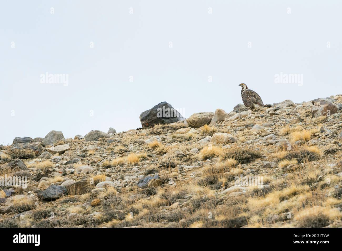 Adult male Himalayan Snowcock (Tetraogallus himalayensis incognitus) in ...
