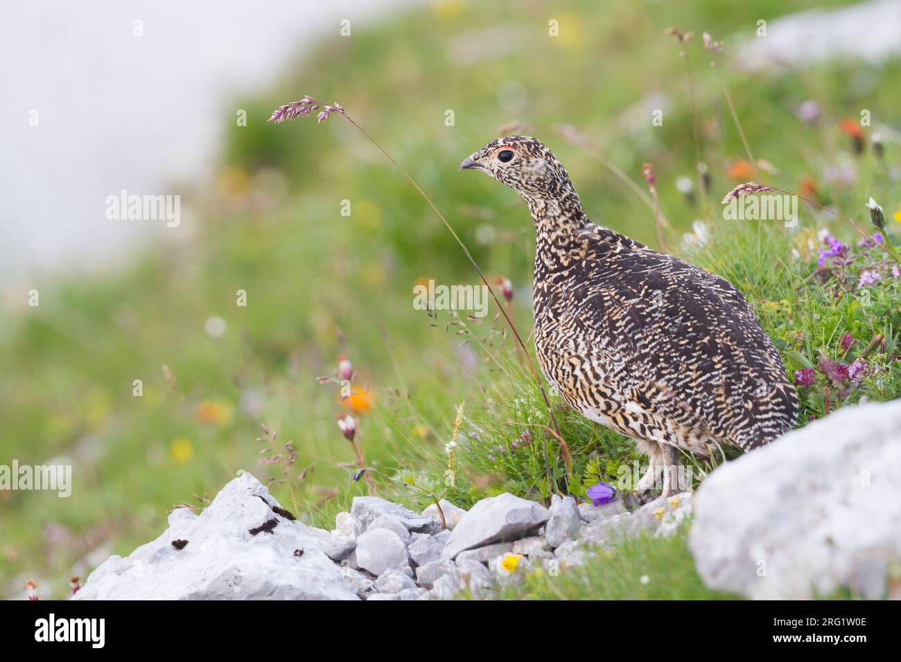 Adult female Alps Rock Ptarmigan (Lagopus muta helvetica) in Alp ...