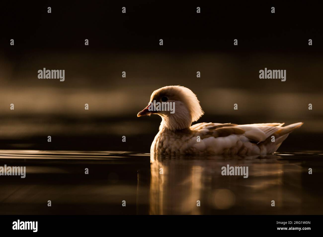 Captive or escaped mutation of Mandarin Duck (Aix galericulata) in ...