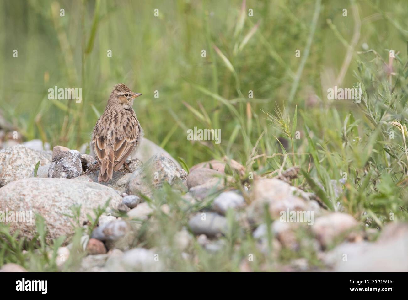 Humes lark hi-res stock photography and images - Alamy