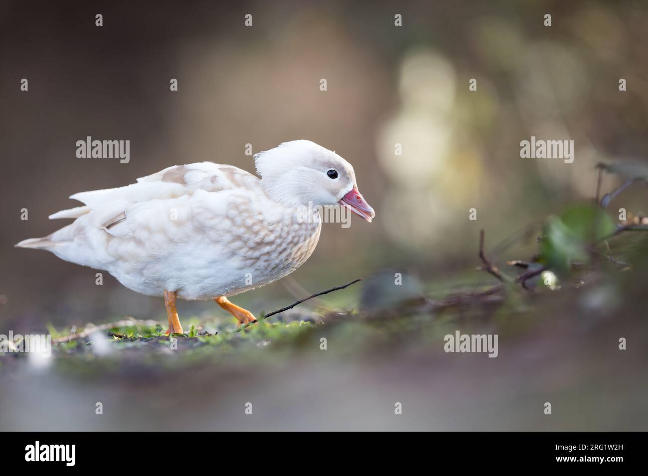Captive or escaped mutation of Mandarin Duck (Aix galericulata) in ...