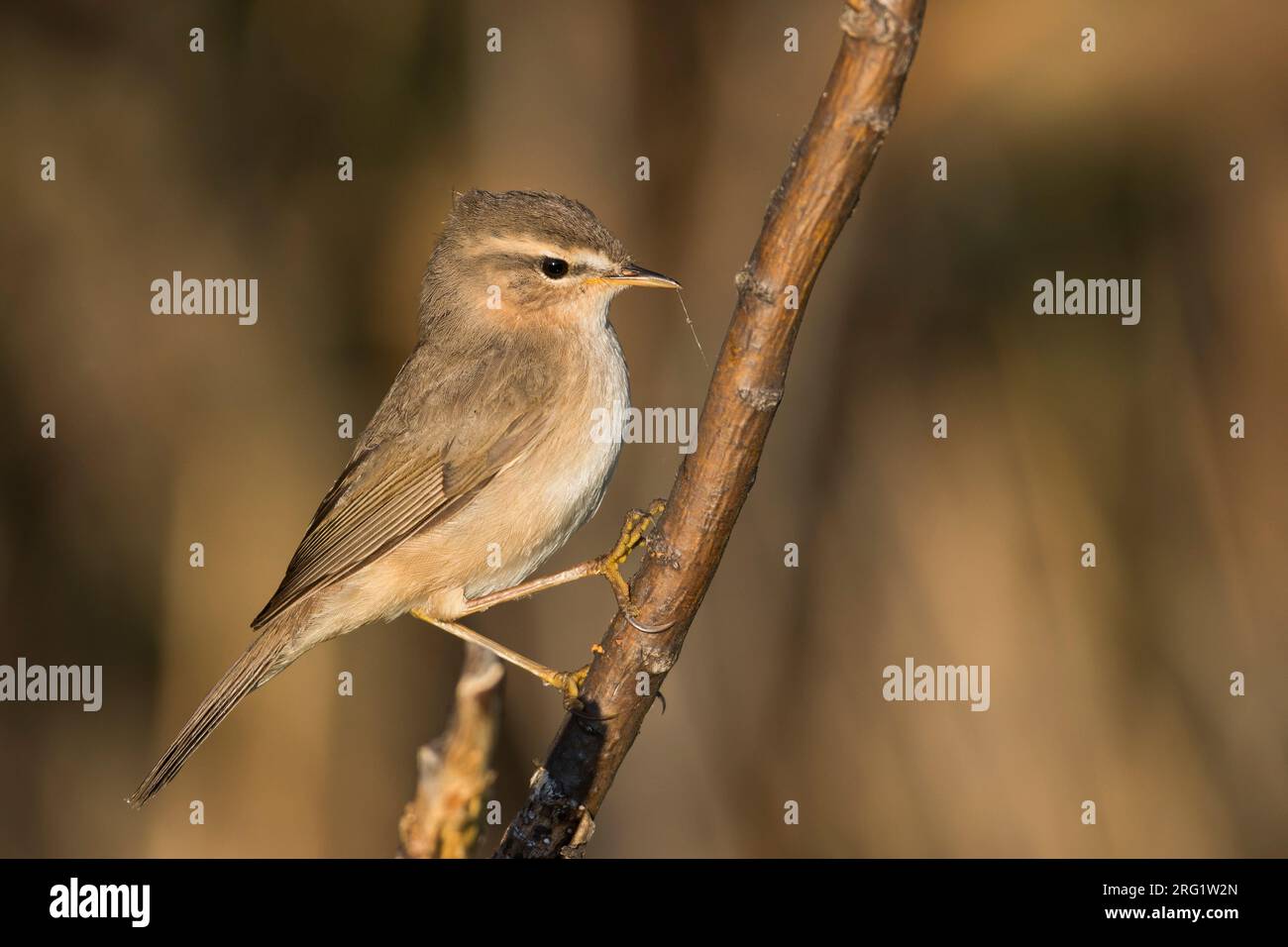 Adult Dusky Warbler (Phylloscopus fuscatus fuscatus), Russia (Baikal ...