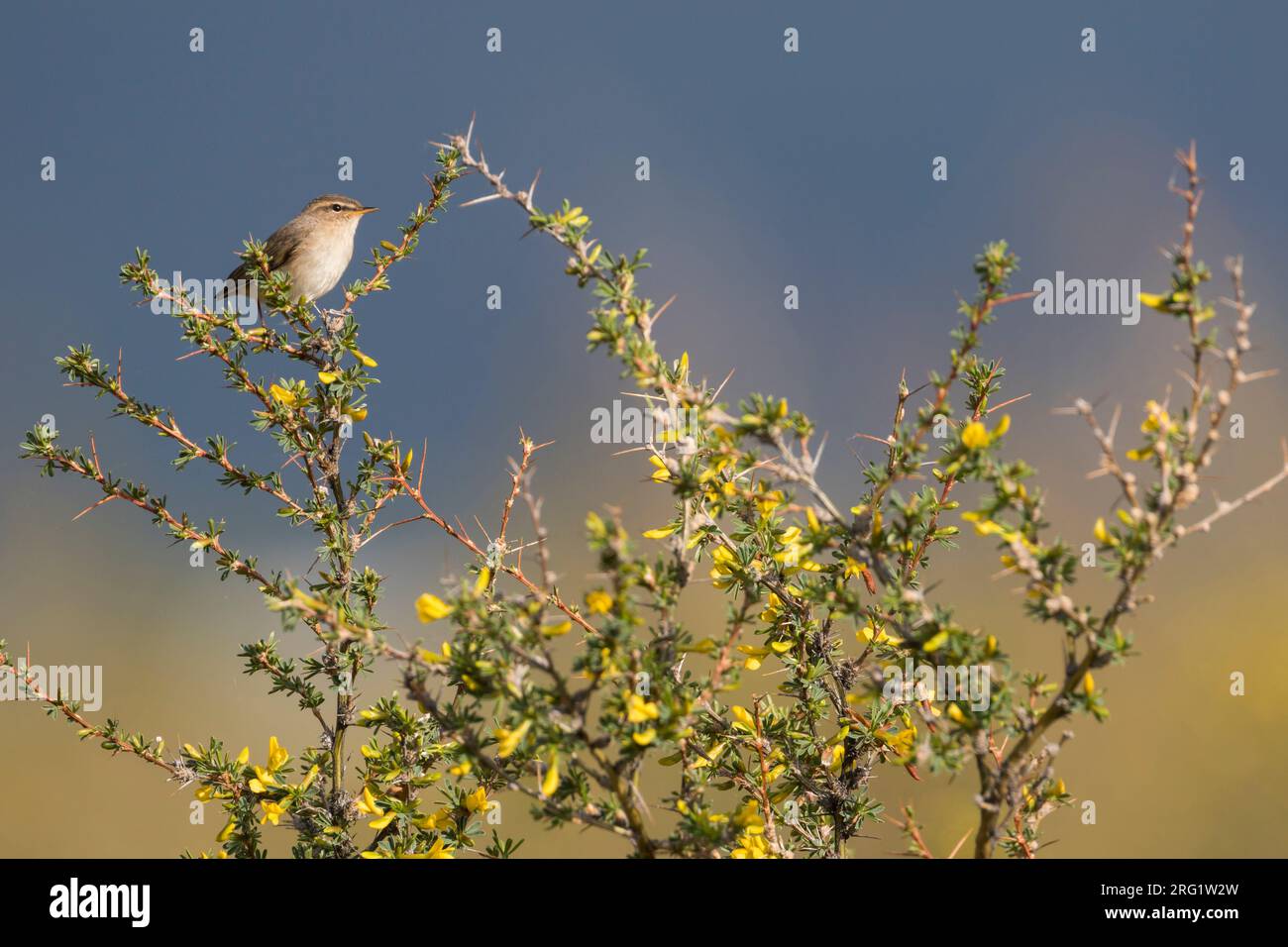 Adult Dusky Warbler (Phylloscopus fuscatus fuscatus), Russia (Baikal ...