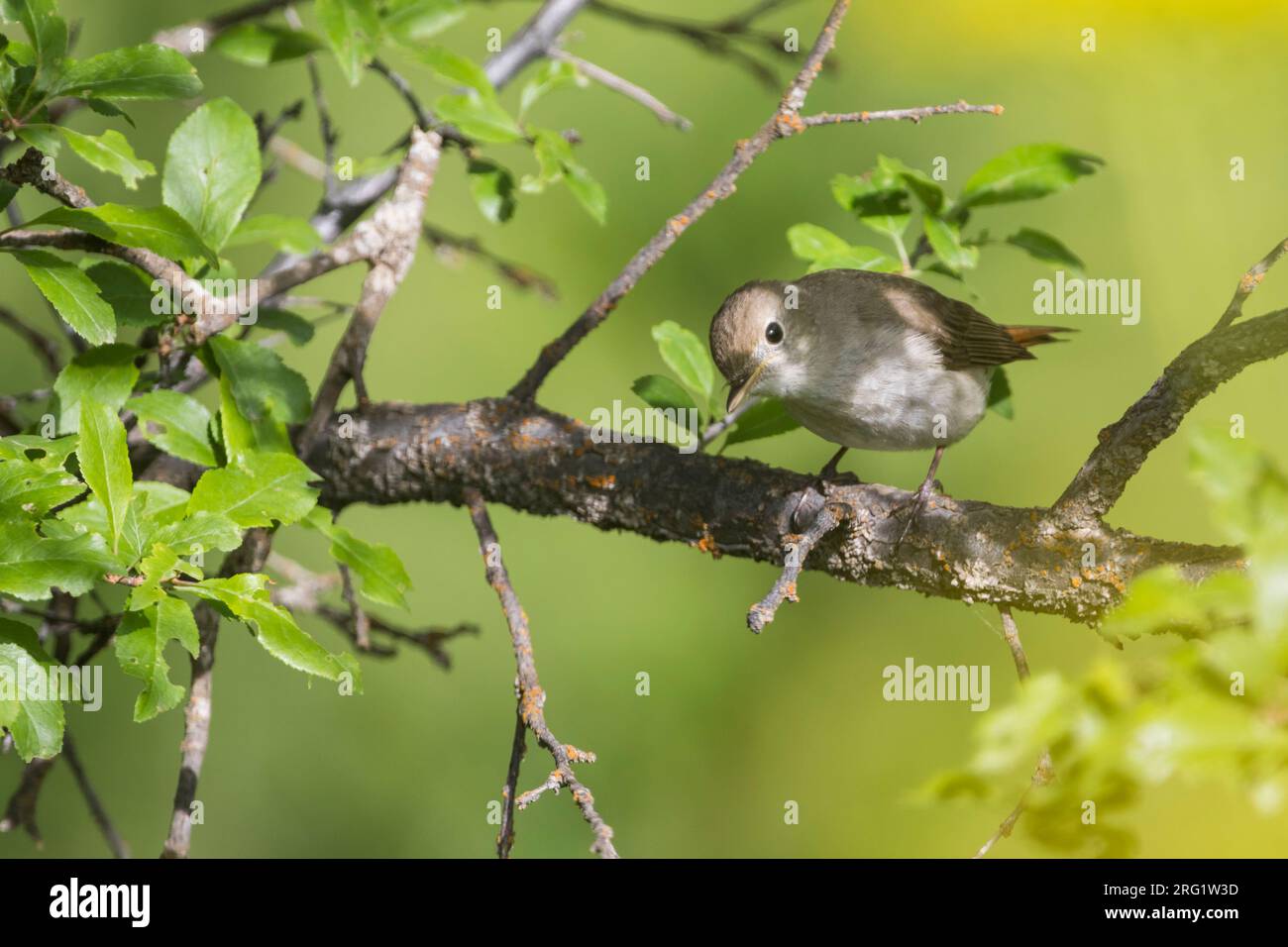 Rusty tailed flycatcher hi-res stock photography and images - Alamy