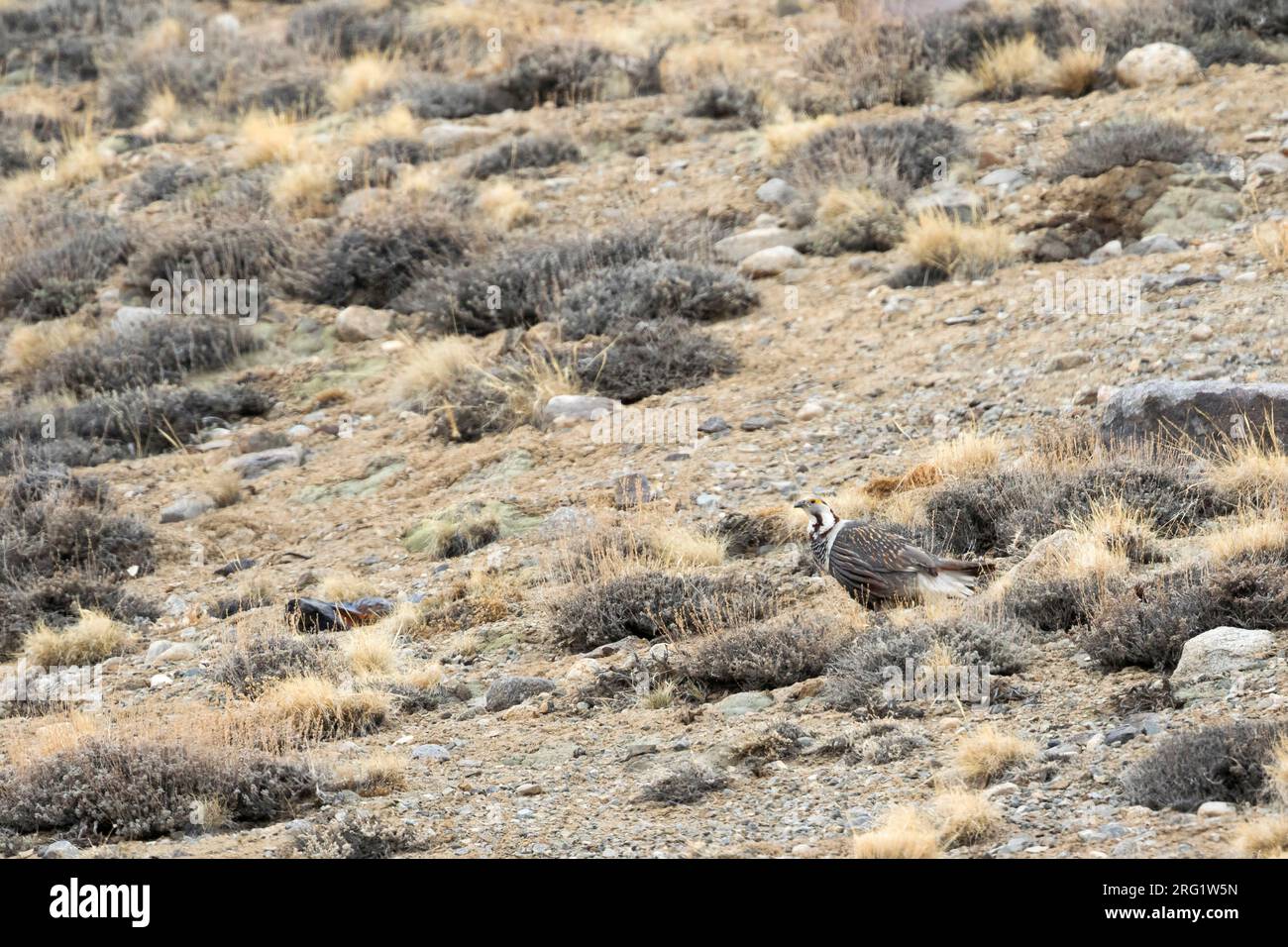 Adult male Himalayan Snowcock (Tetraogallus himalayensis incognitus) in ...