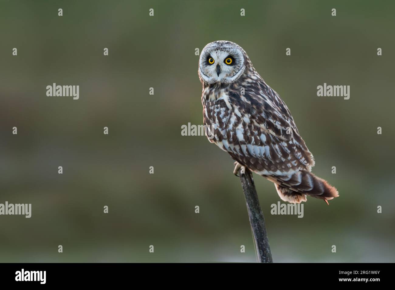 Short-eared Owl (Asio flammeus flammeus) in Spain (Andalucia Stock ...