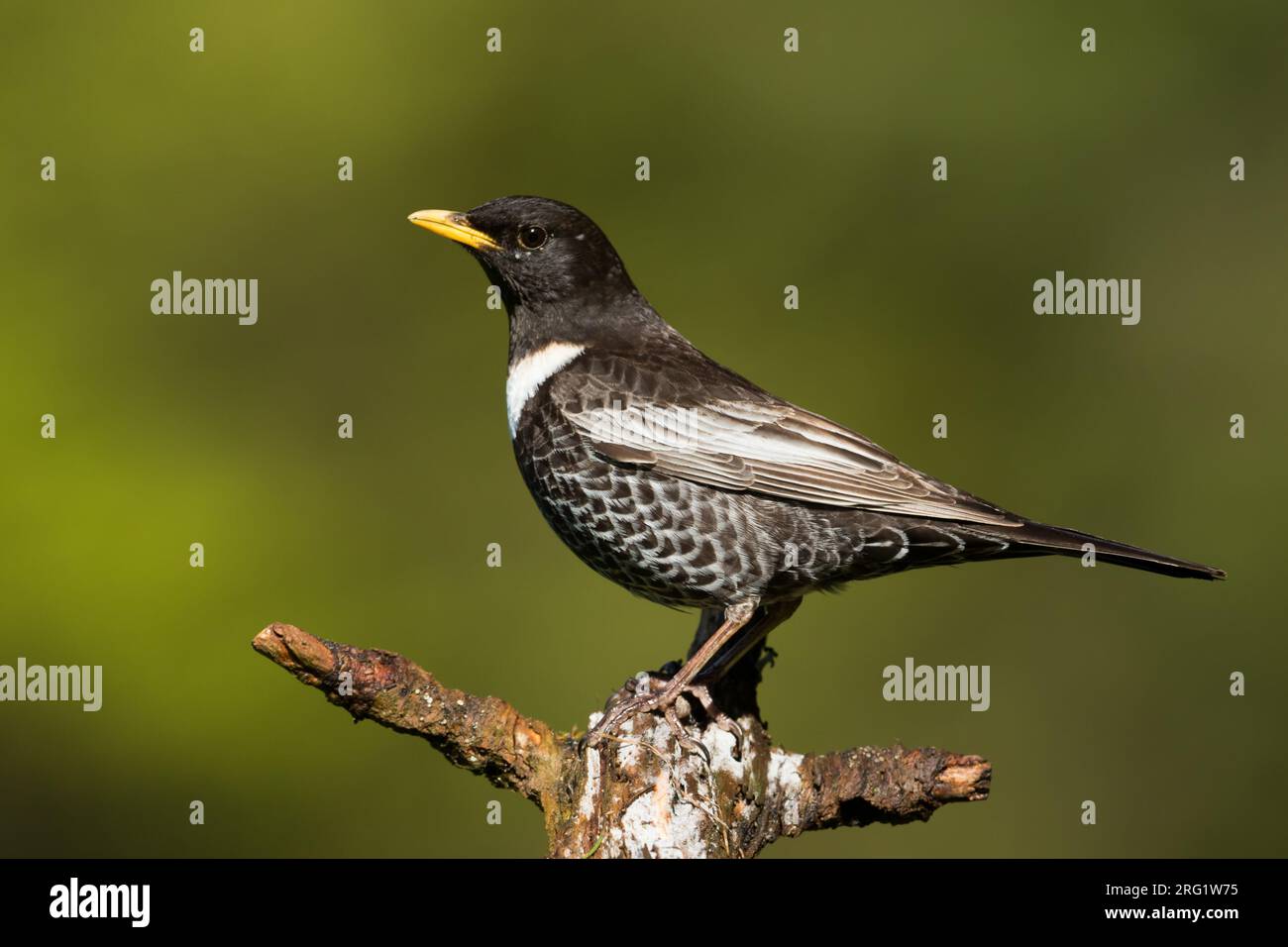 Adult male Ring Ouzel (Turdus torquatus alpestris) in Baden-Württemberg ...