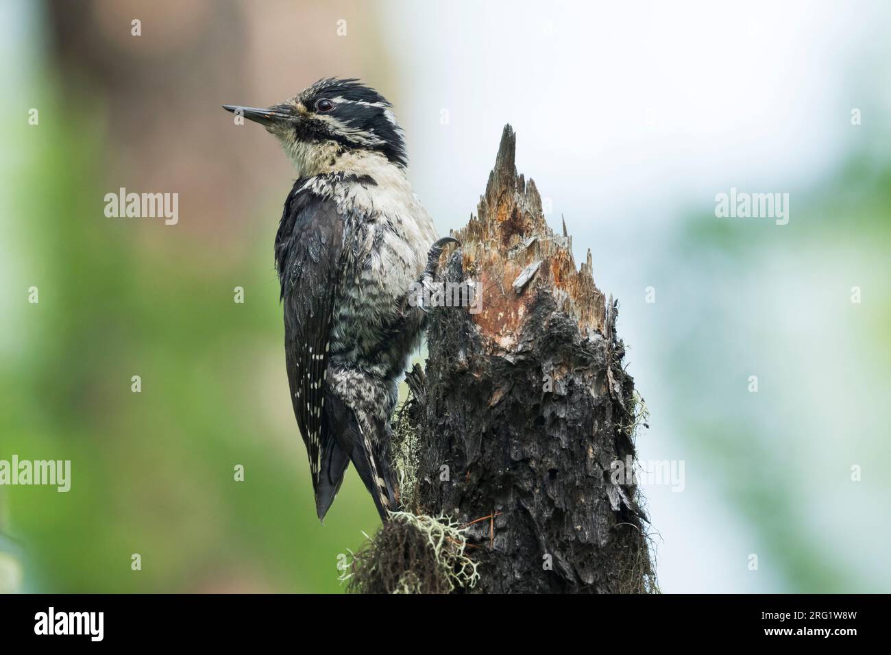 Three-toed Woodpecker - Dreizehenspecht - Picoides tridactylus ssp ...