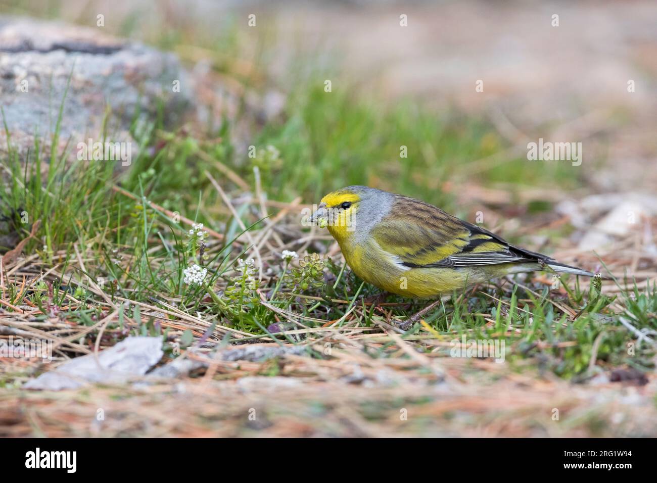 Corsican finch hi-res stock photography and images - Alamy