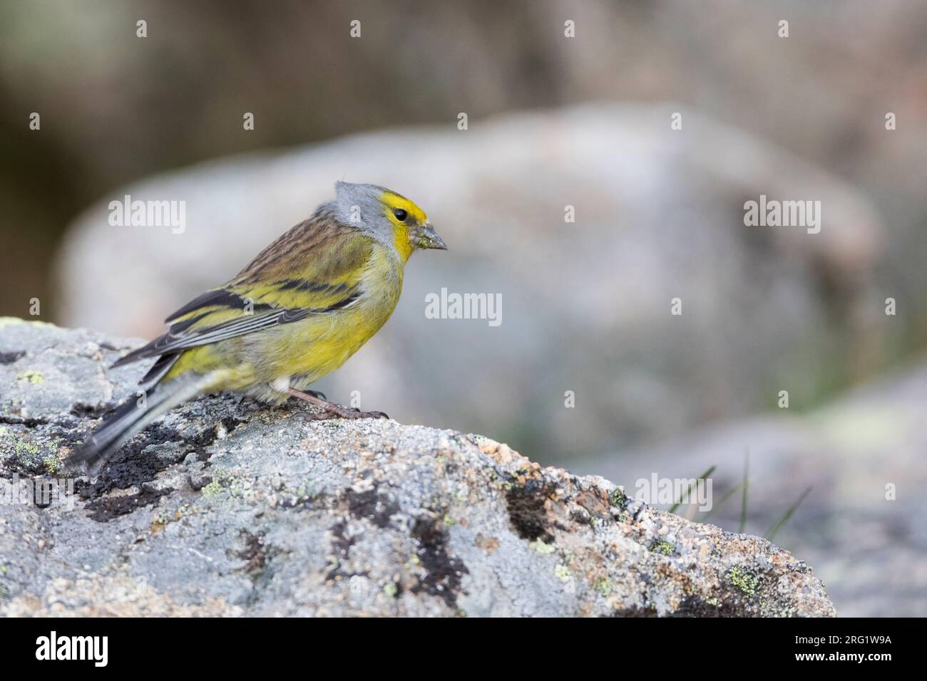 Corsican finch hi-res stock photography and images - Alamy