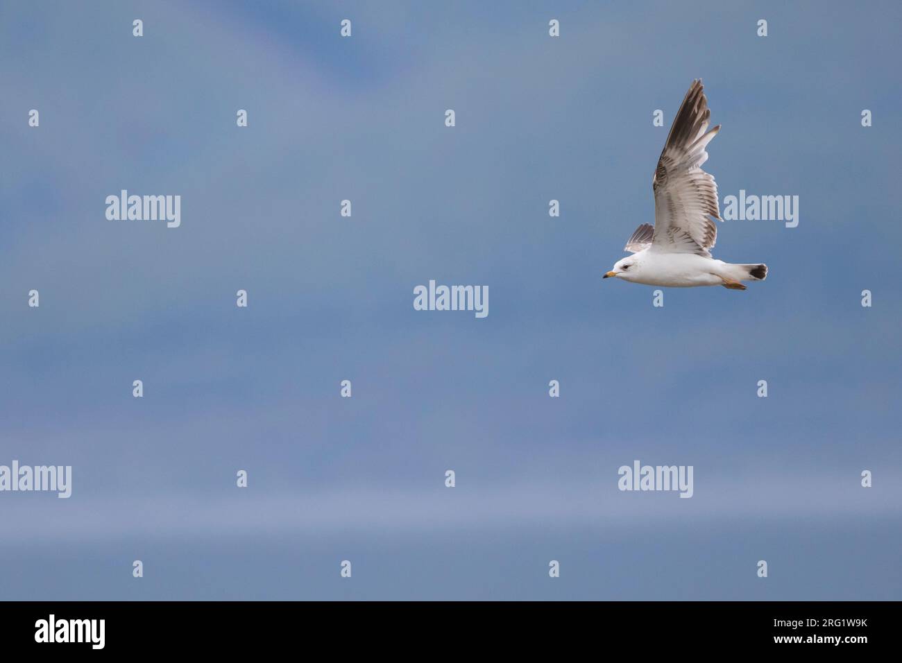 2nd summer Russian Common Gull, Larus canus heine) in flight at Lake ...