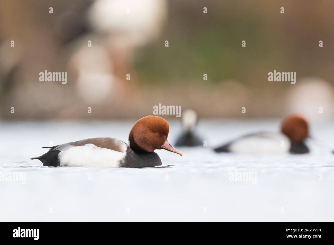 Hybrid Red-crested Pochard x Common Pochard (Netta rufina x Aythya ...