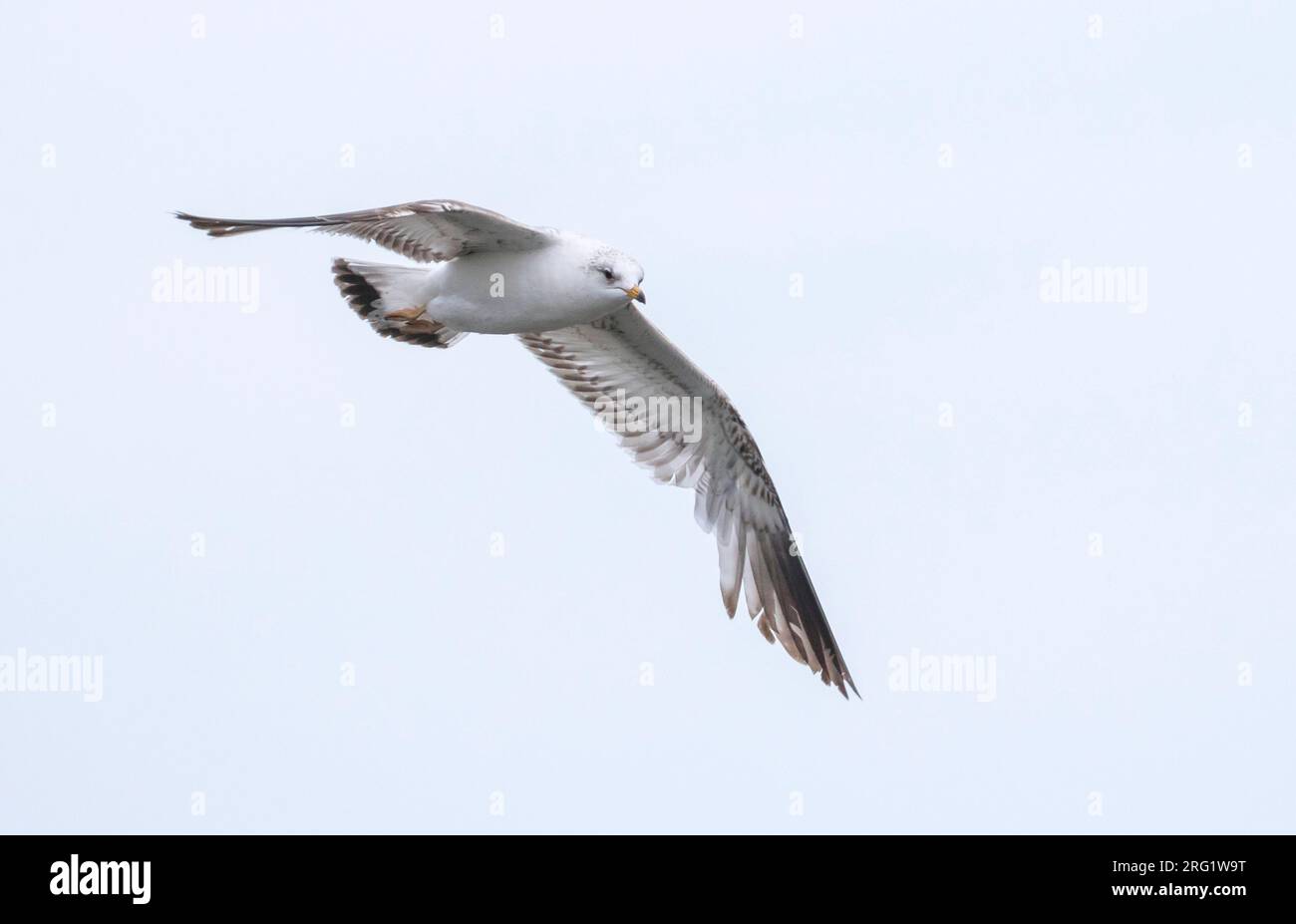 2nd summer Russian Common Gull, Larus canus heine) in flight at Lake ...