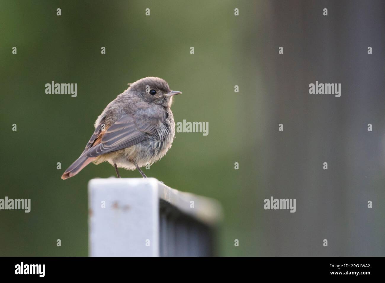 Presumed hybrid juvenile Black Redstart x Common Redstart (Phoenicurus ...