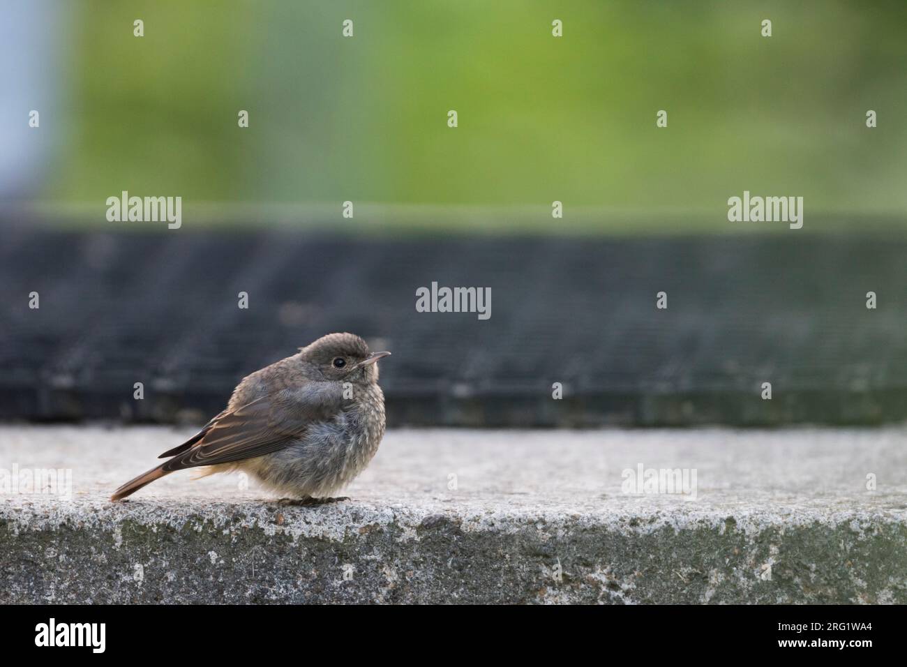 Presumed hybrid juvenile Black Redstart x Common Redstart (Phoenicurus ...