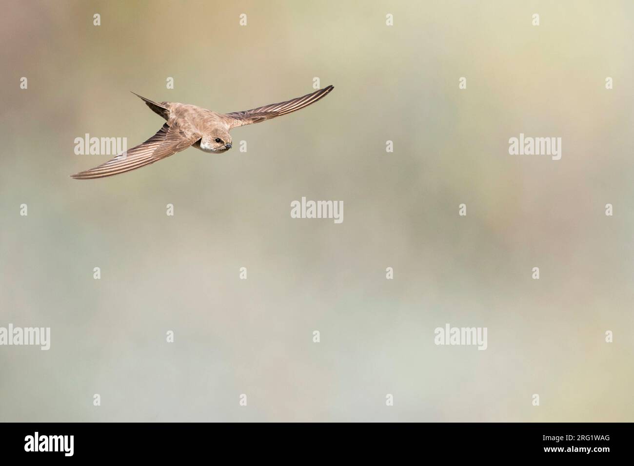 Crag Martin (Ptyonoprogne rupestris) in Tajikistan, adult bird in ...