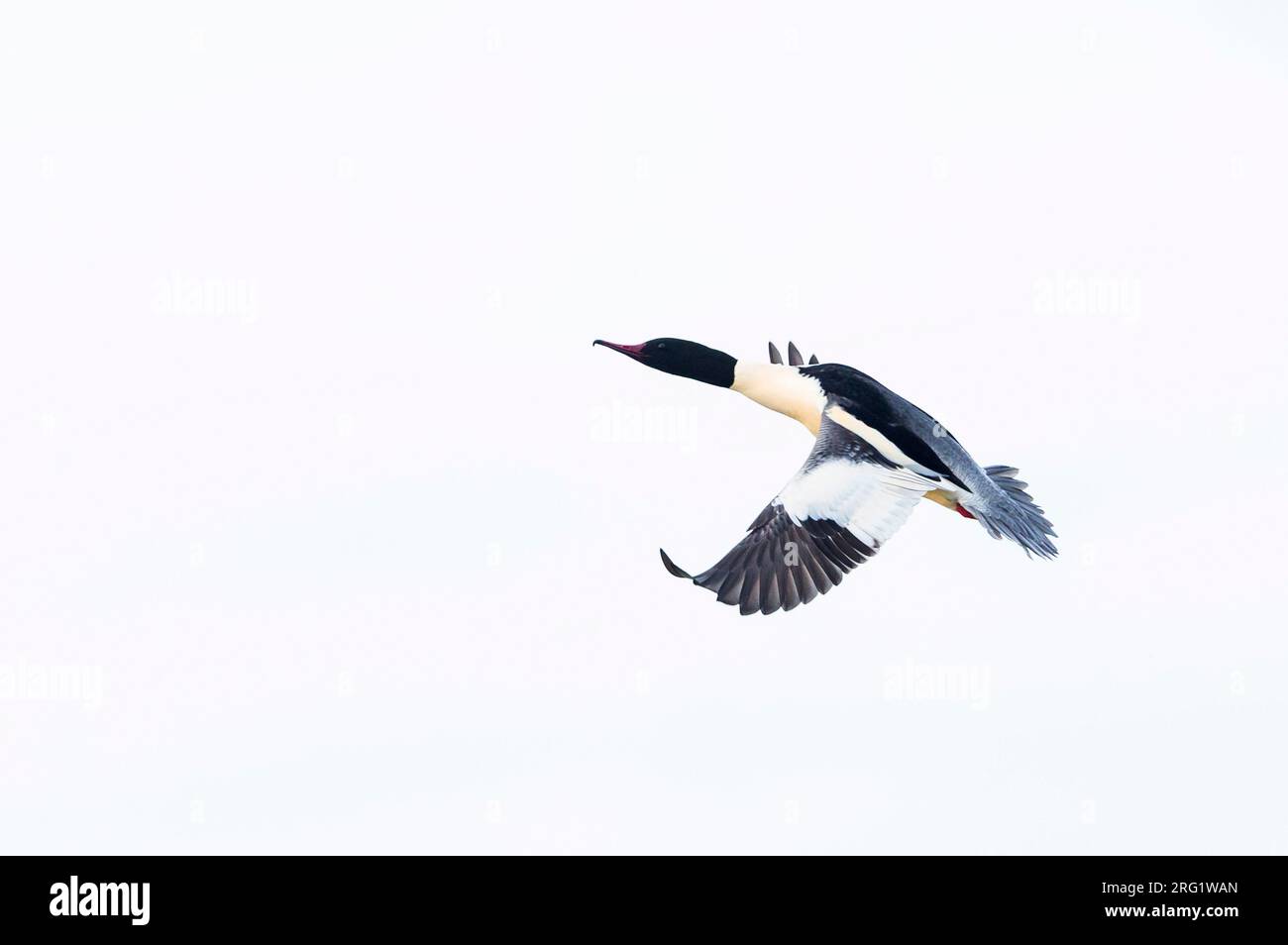 Goosander in flight Cut Out Stock Images & Pictures - Alamy