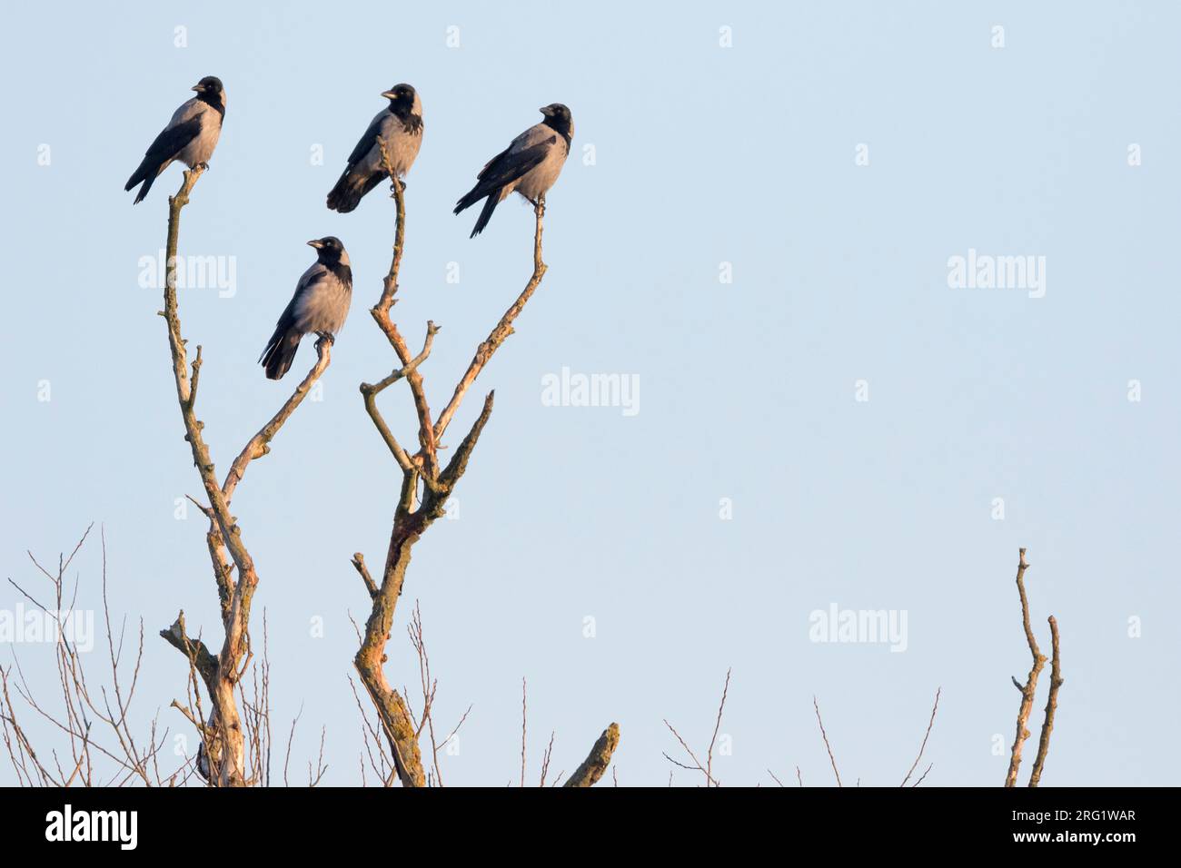 Hooded Crow (Corvus cornix ssp. cornix) Germany in snow Stock Photo - Alamy