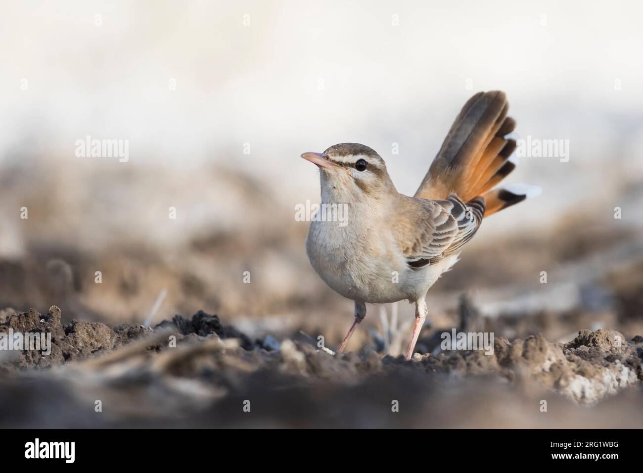Rufous-tailed Scrub-robin - (Cercotrichas galactotes ssp. familiaris ...