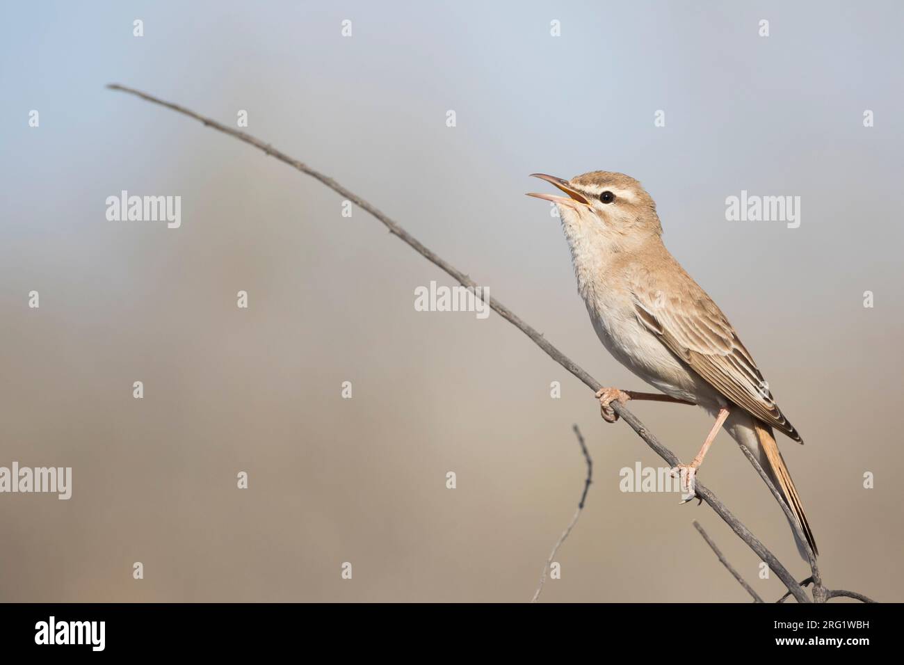 Rufous-tailed Scrub-robin - (Cercotrichas galactotes ssp. familiaris ...