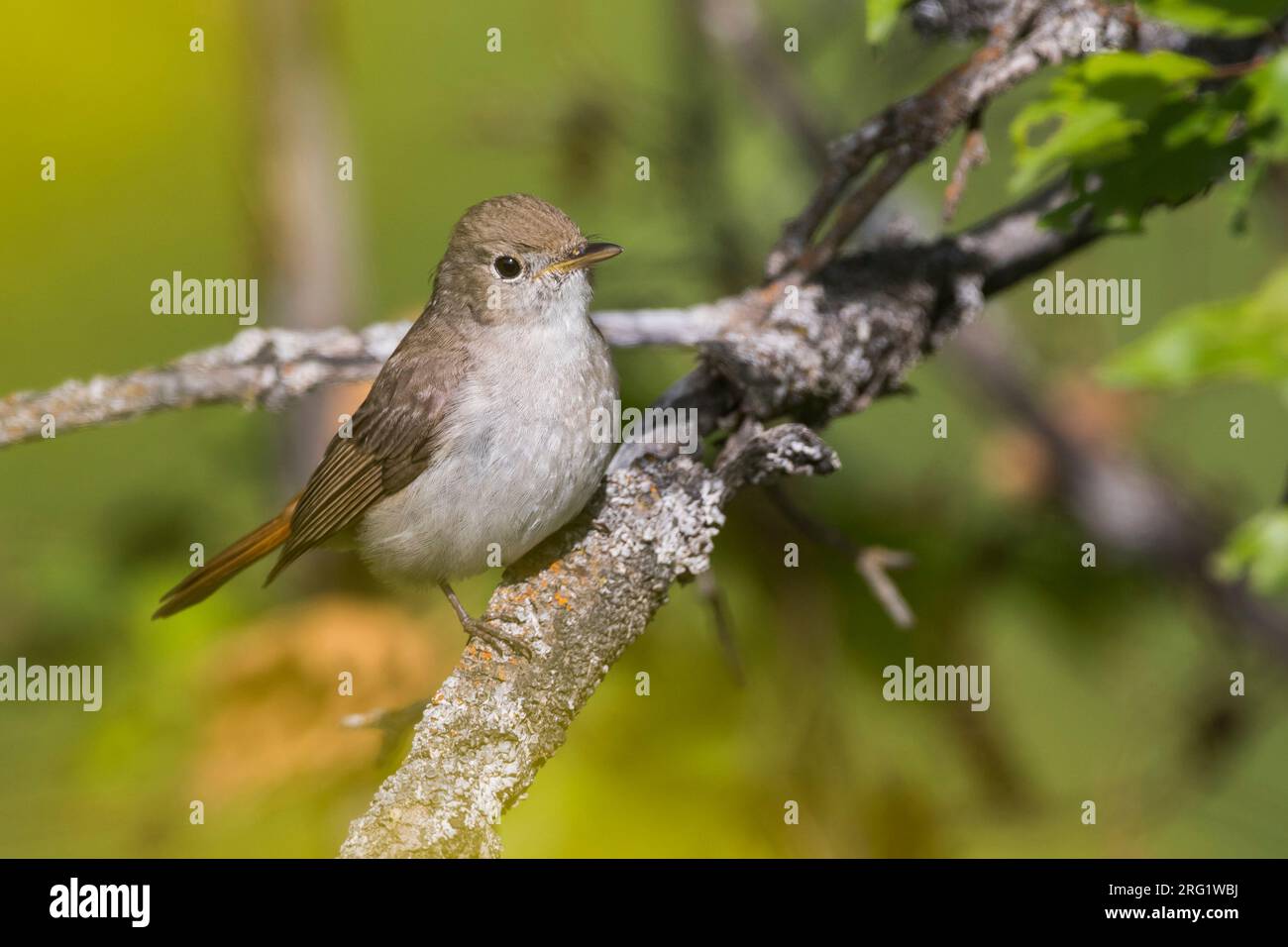 Rusty tailed flycatcher hi-res stock photography and images - Alamy