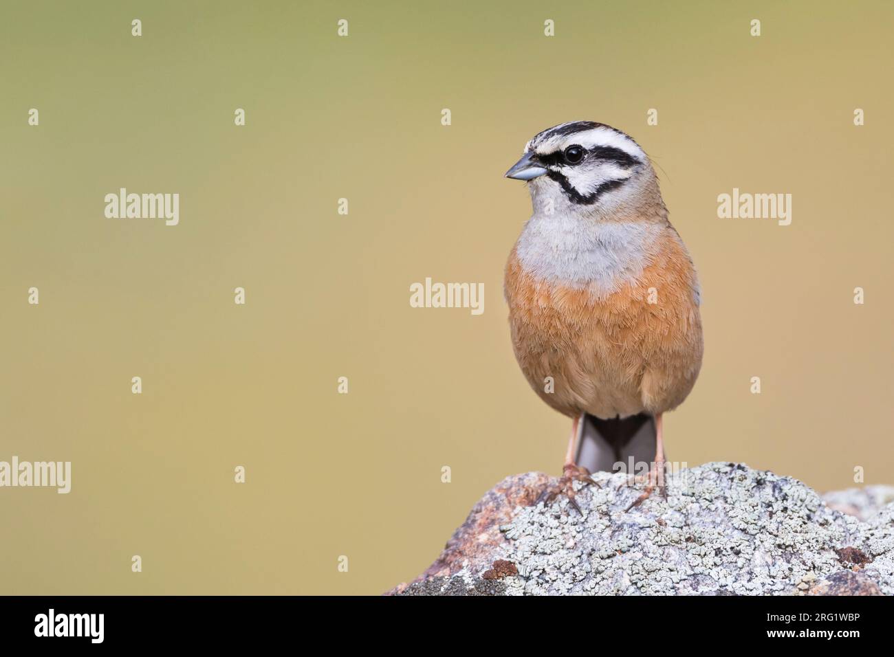 Rock bunting emberiza cia par adult hi-res stock photography and images ...