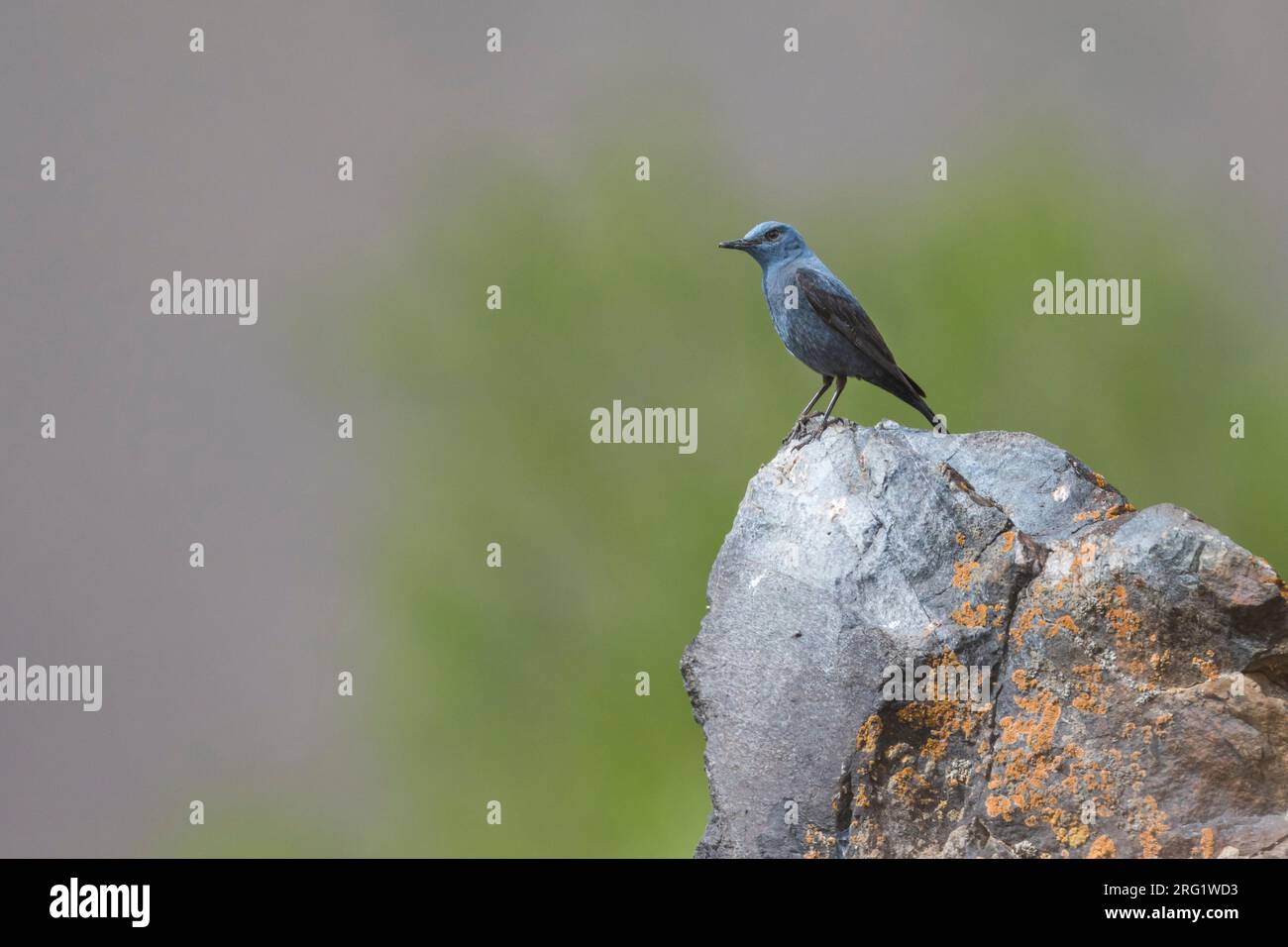 Western Blue Rock Thrush, Monticola solitarius ssp. longirostris Stock ...