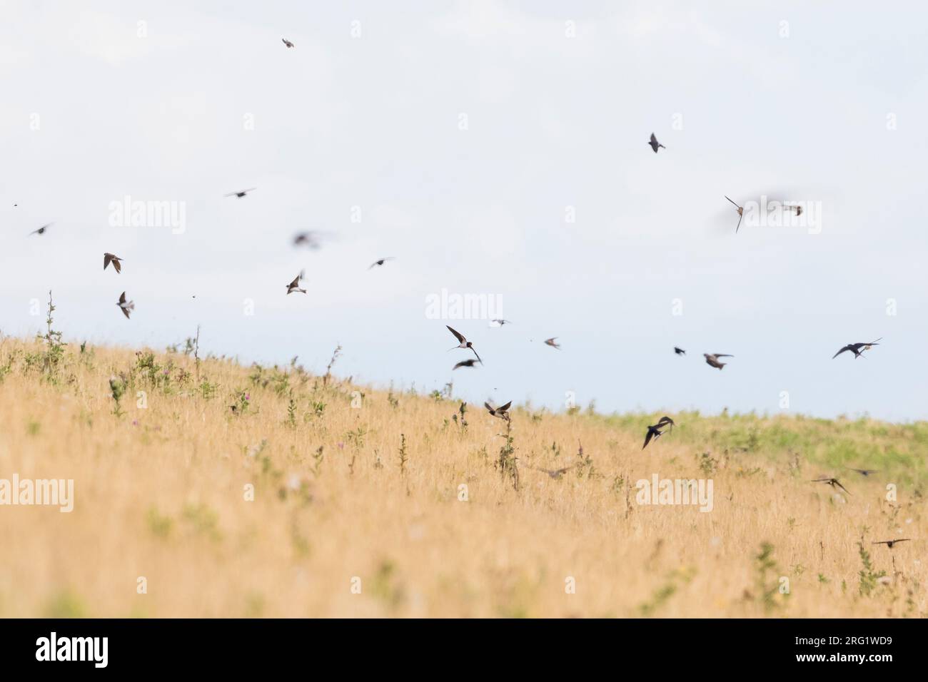 Barn Swallow (Hirundo rustica) group hunting in flight Stock Photo - Alamy