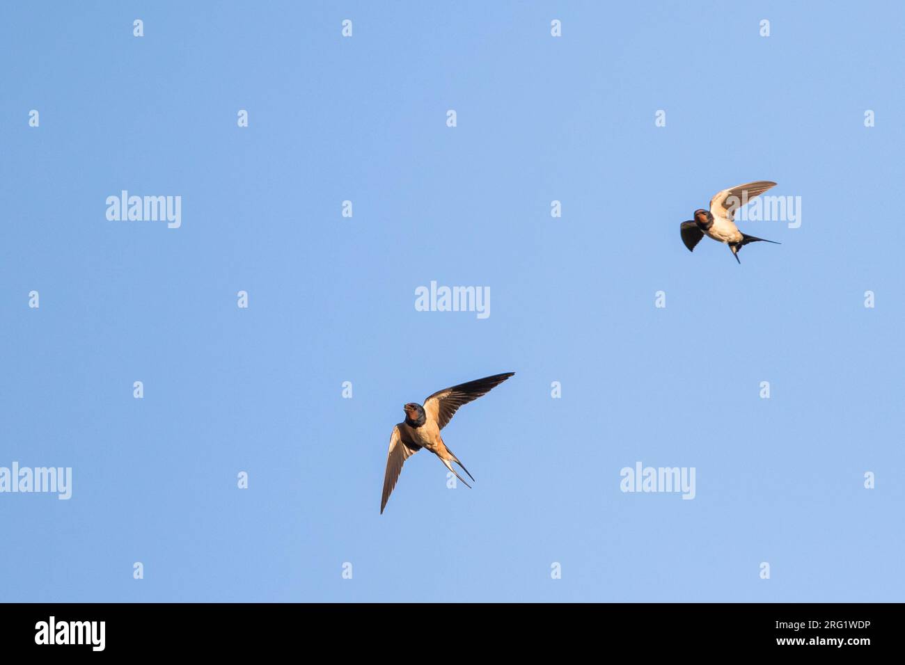 Barn Swallow (Hirundo rustica ssp. rustica), Germany (Schleswig ...