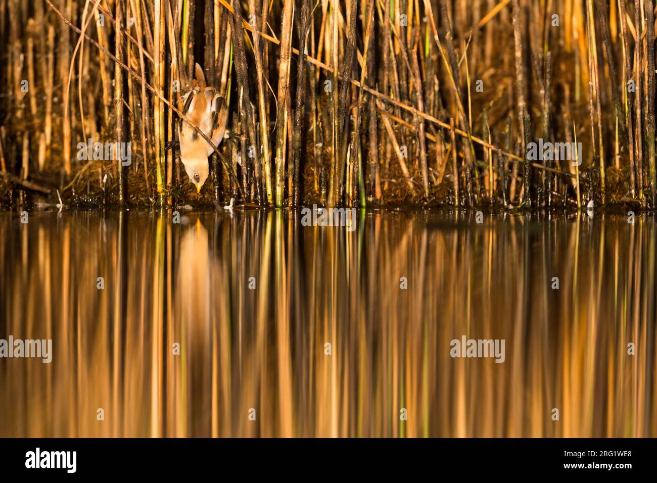 Bearded Reedling (Panurus biarmicus ssp. biarmicus), Germany, 1st cy ...