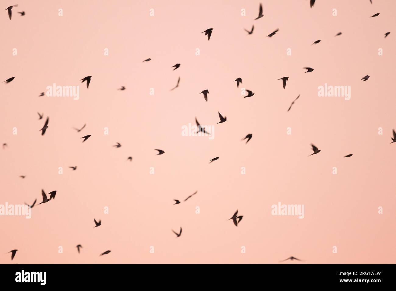 Group hunting hi-res stock photography and images - Alamy