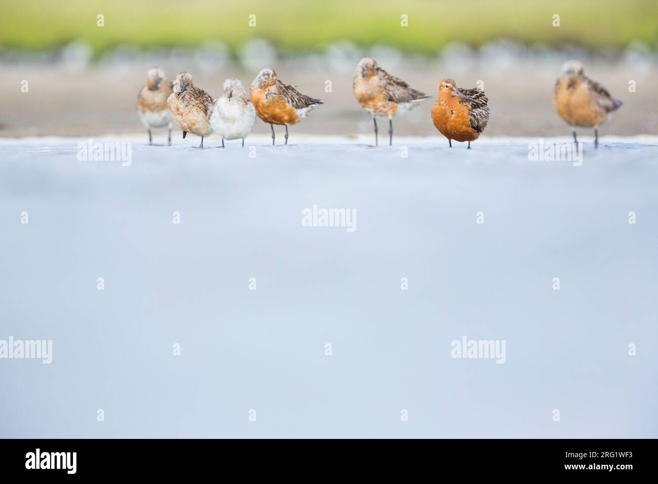 Bar-tailed Godwit (Limosa lapponica ssp. lapponica), Germany, group of ...