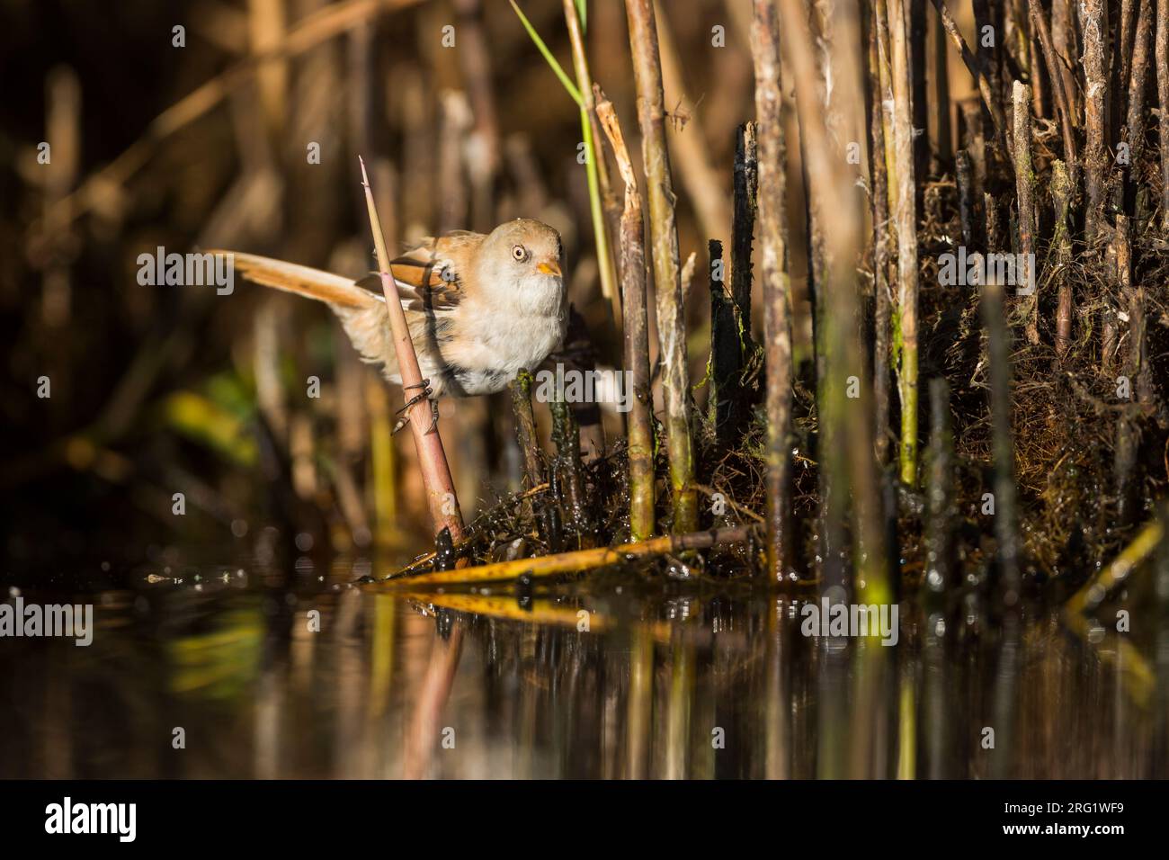 Bearded Reedling (Panurus biarmicus ssp. biarmicus), Germany, 1st cy ...