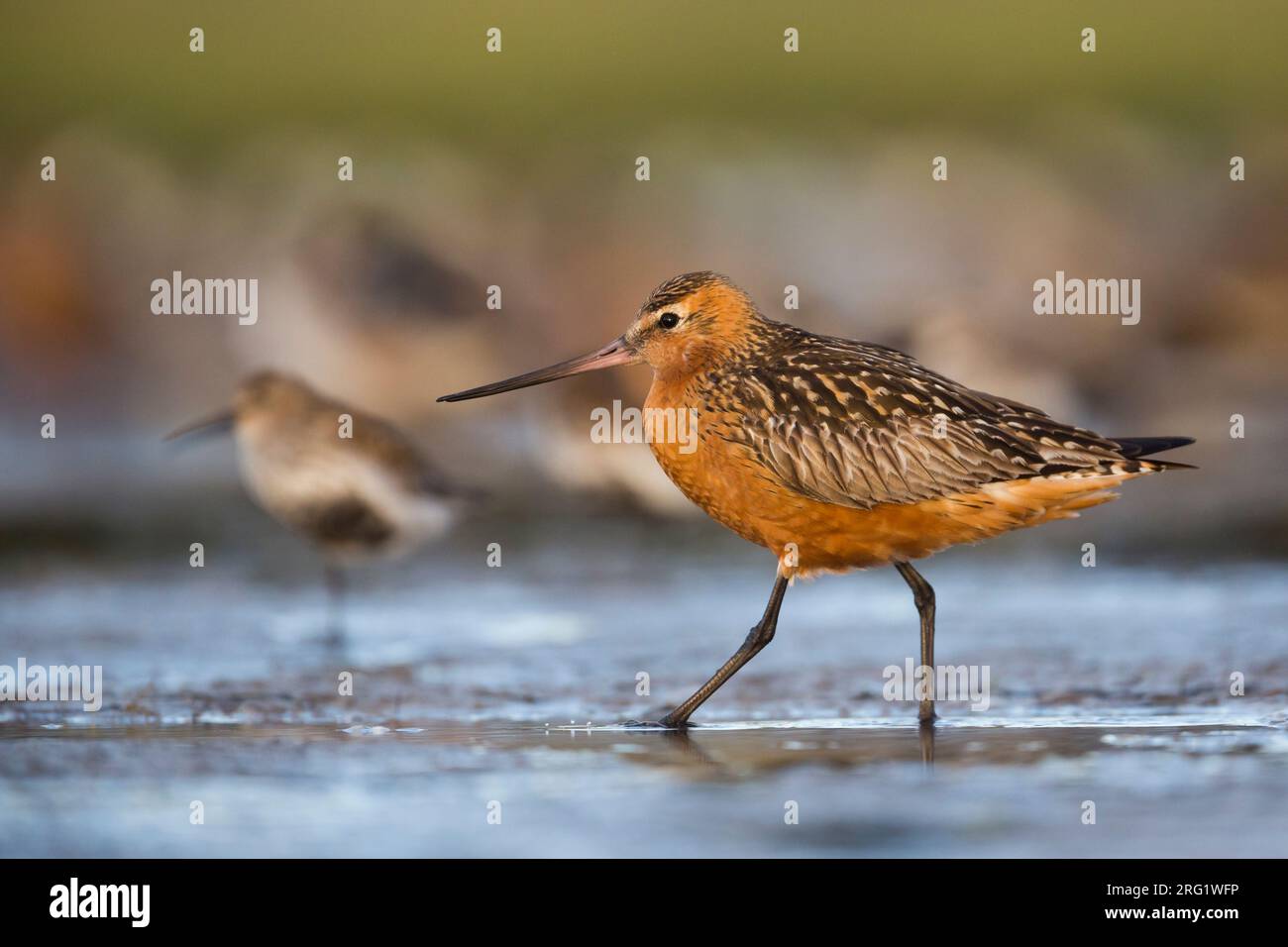 Bar-tailed Godwit (Limosa lapponica ssp. lapponica), Germany, adult ...