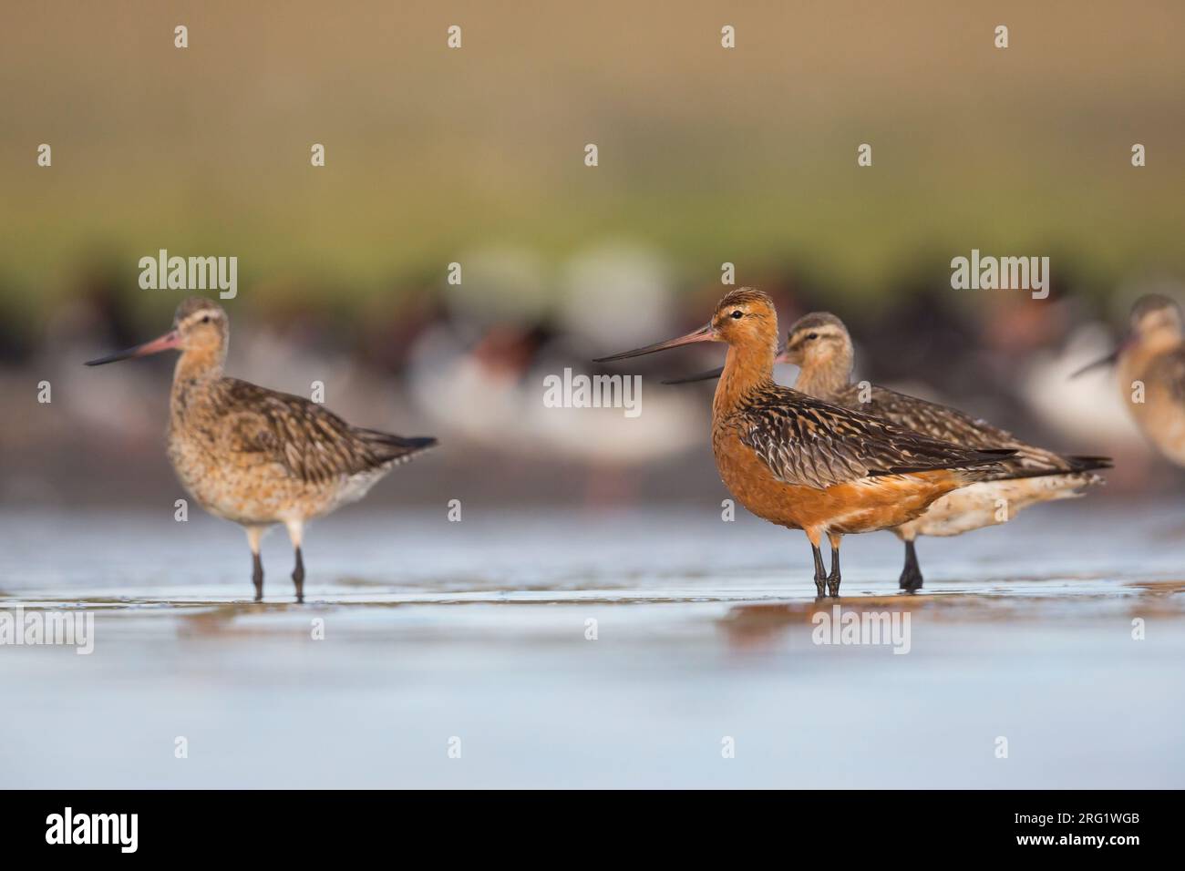 Bar-tailed Godwit (Limosa lapponica ssp. lapponica), Germany, group of ...