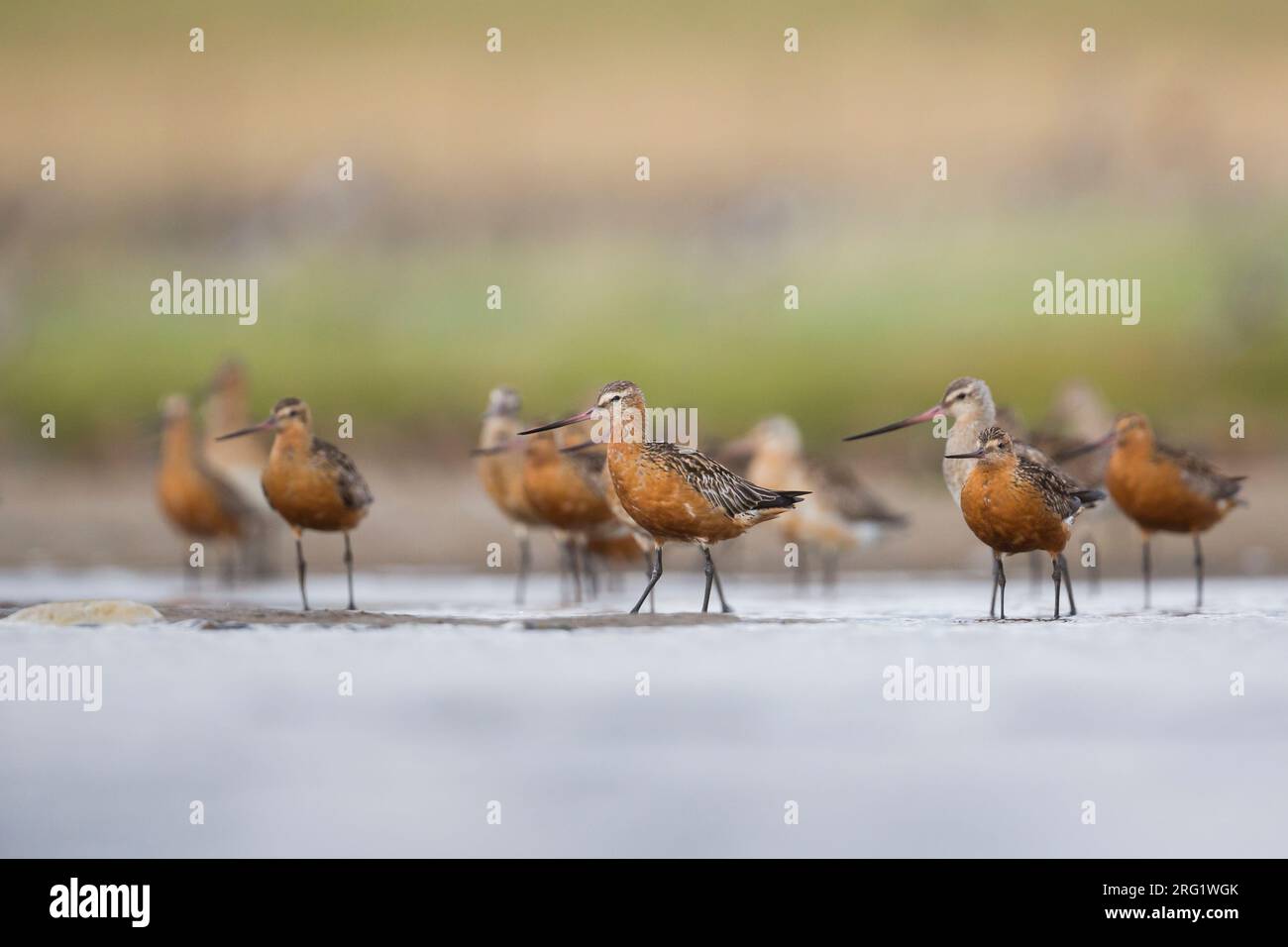 Bar-tailed Godwit (Limosa lapponica ssp. lapponica), Germany, group of ...
