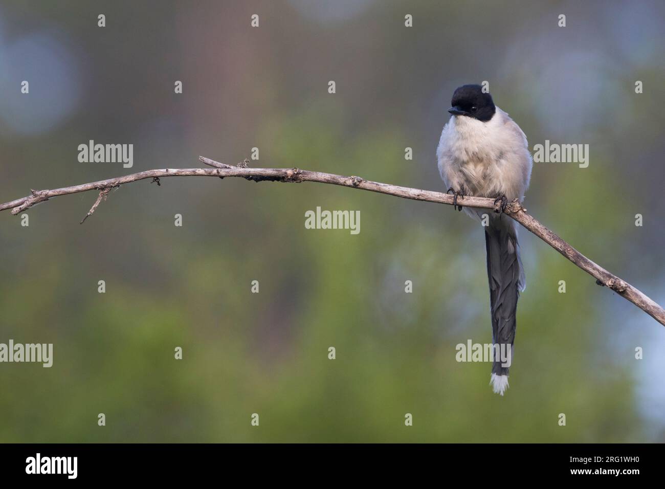 Asian Azure-winged Magpie (Cyanopica cyanus ssp. cyanus), Russia ...
