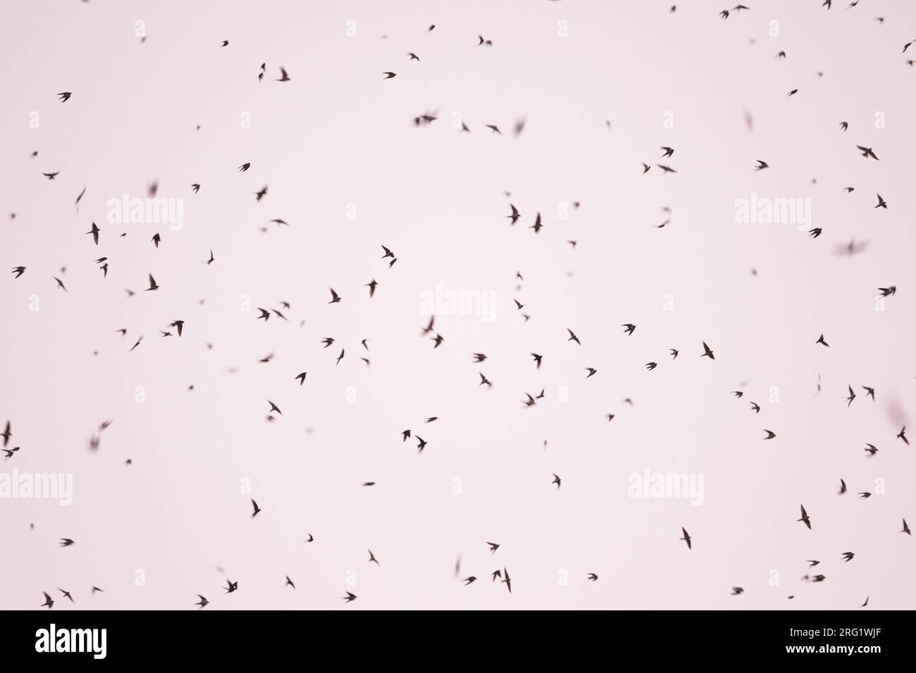 Barn Swallow (Hirundo rustica) group hunting in flight Stock Photo - Alamy