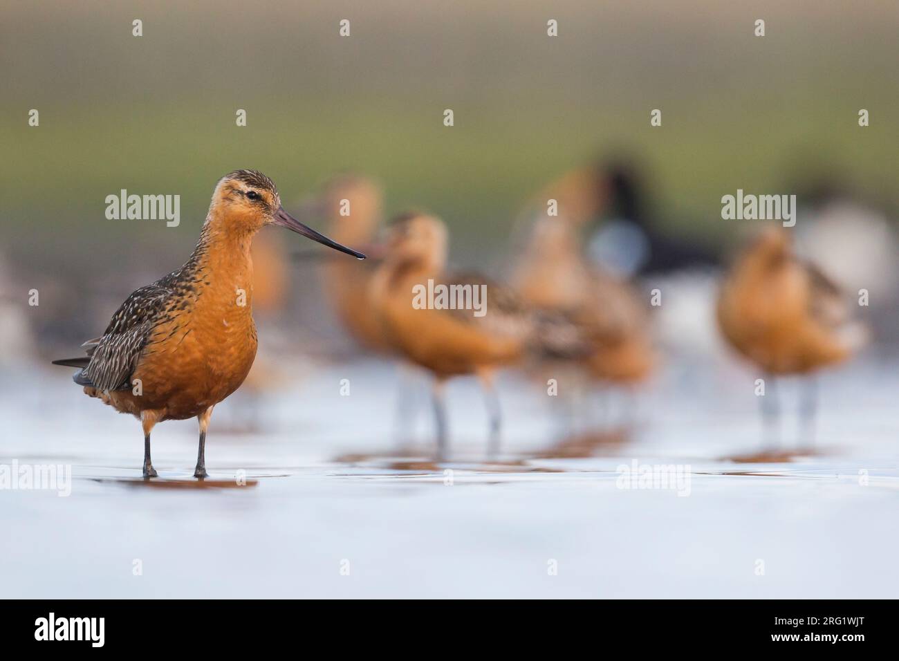 Bar-tailed Godwit (Limosa lapponica ssp. lapponica), Germany, adult ...