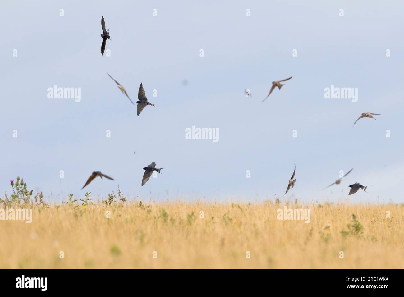 Group hunting hi-res stock photography and images - Alamy
