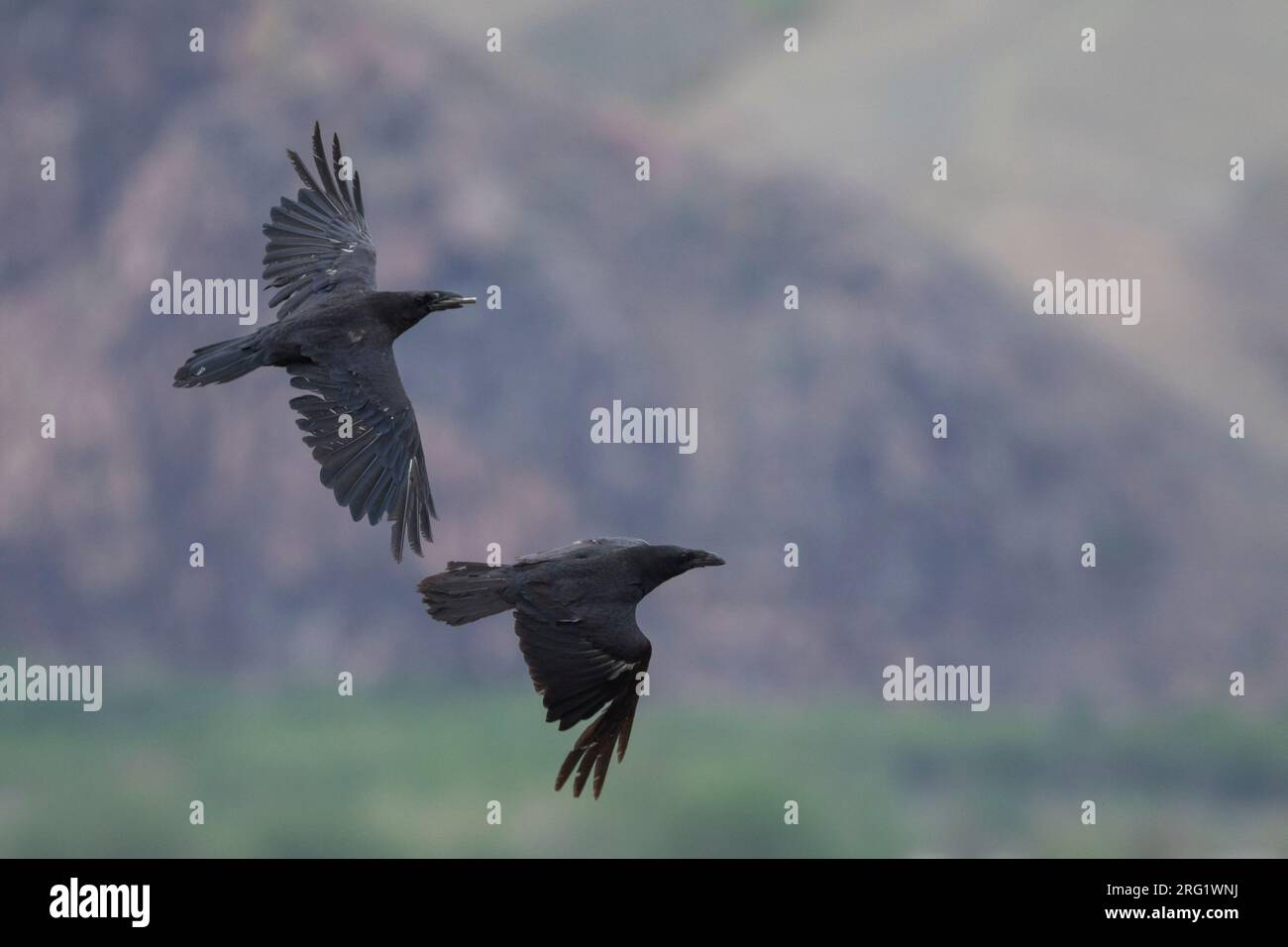 Common Raven (Corvus corax ssp. corax), Russia (Baikal), adult in ...