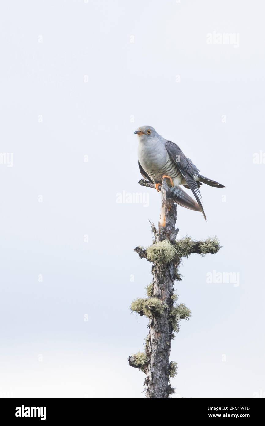 Oriental Cuckoo - Hopfkuckuck - Cuculus saturatus ssp. optatus, Russia ...