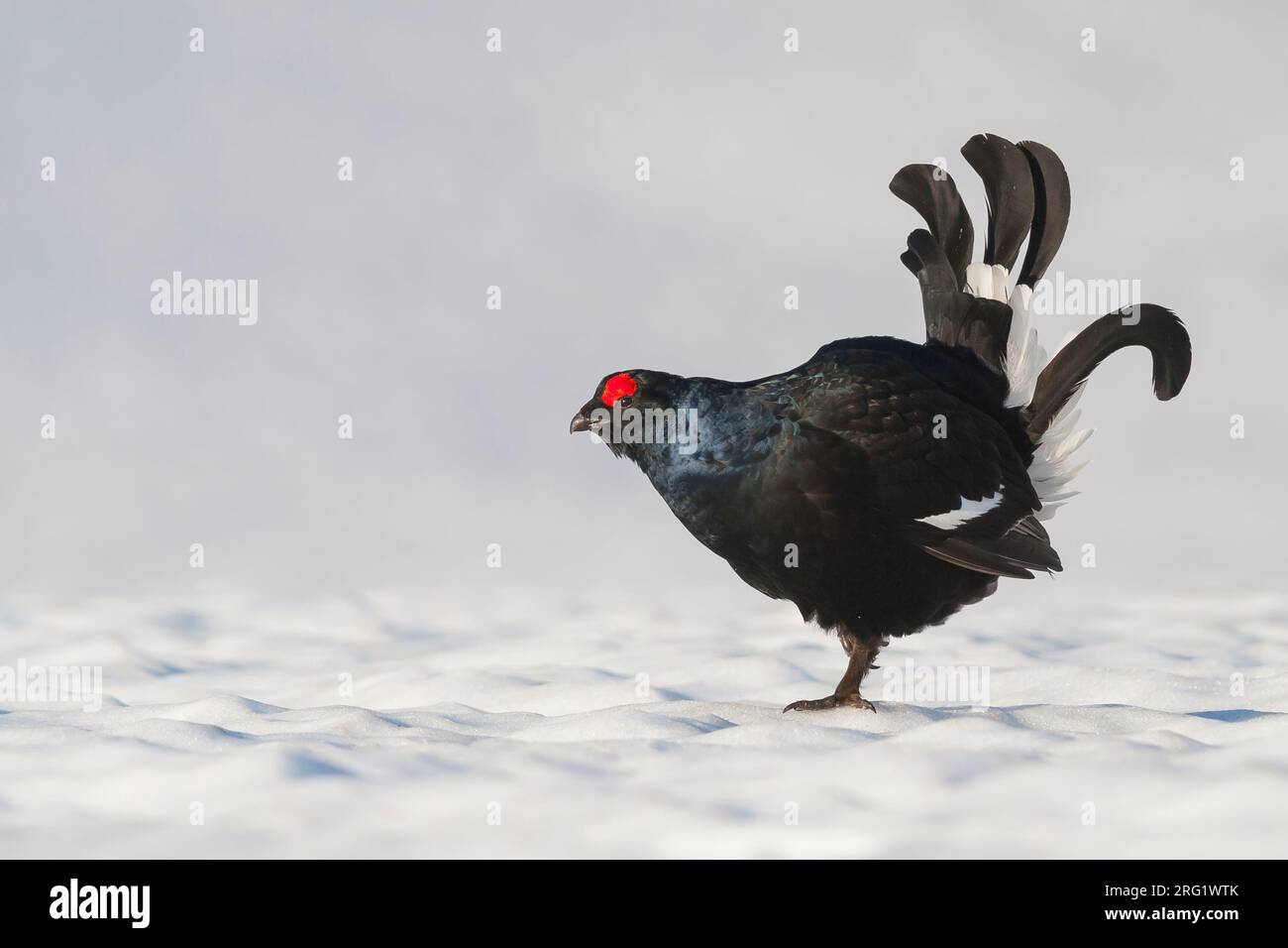 Adult male Black Grouse (Lyrurus tetrix tetrix) at a snow covered lek ...