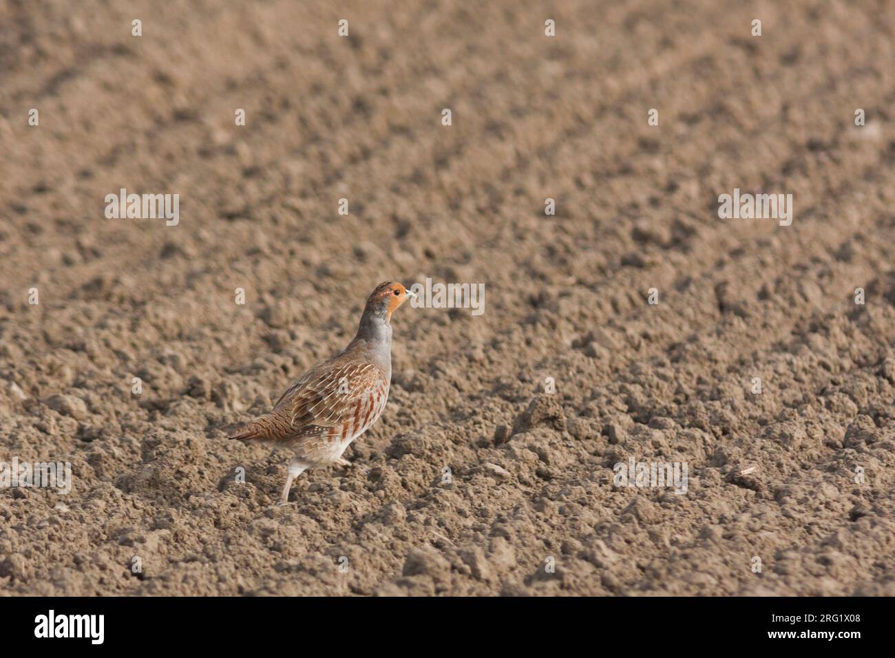 Grey Partridge - Rebhuhn - Perdix perdix ssp. perdix, Germany, adult ...