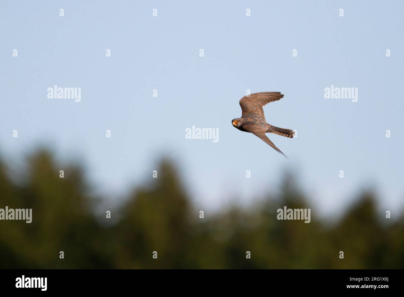 Red-footed Falcon - Rotfussfalke - Falco vespertinus, Germany, 1st ...